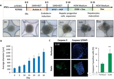 【器官芯片】从人类ipscs分化和生成肝脏类器官 知乎