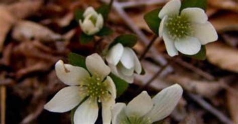 Liverwort Herb Hepatica Americanus Top Quality Herbs And Tinctures