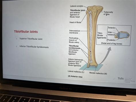 3 14 Tibiofibular Joint Flashcards Quizlet
