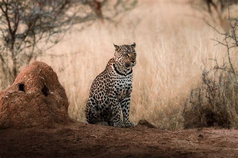 Where To See Leopards In Namibia Okonjima Nature Reserve Hotels And Hand Luggage