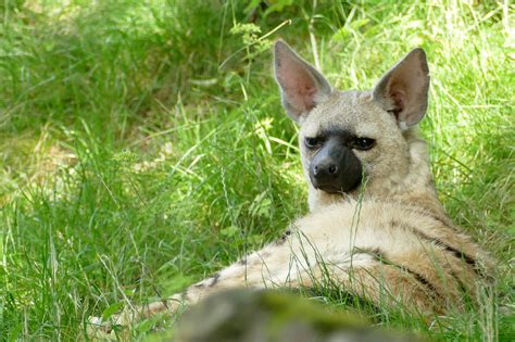 Definitive Guide To Aardwolf Facts, Habitat, Conservation Status, Zoo ...