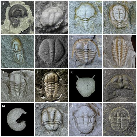 Patterns In Palaeontology The Development Of Trilobites