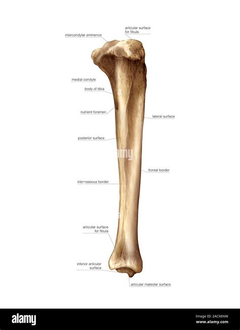 Illustration Of The Tibia This Lateral View Labelled Illustration Is From Asklepios Atlas Of