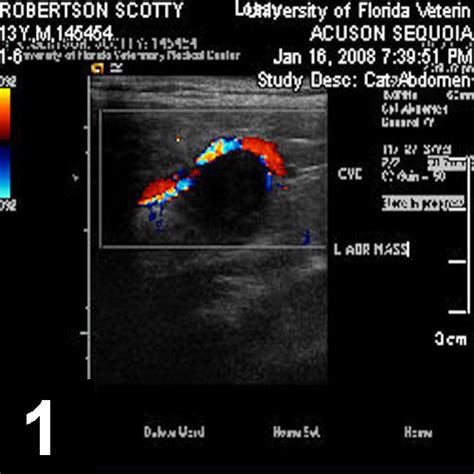 Hyperaldosteronism In Cats Clinicians Brief