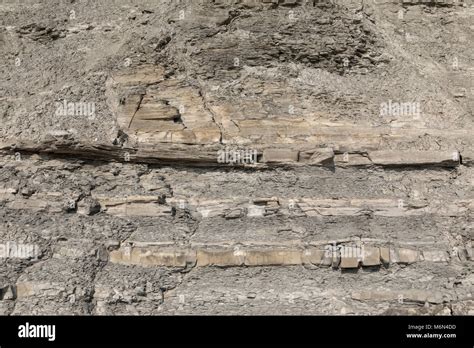 Fossils Sediment Layers At Lenore Schwartz Blog