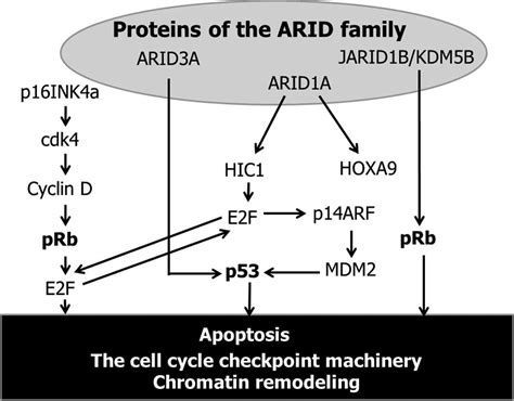 The Role Of Components Of The Chromatin Modification Machinery In