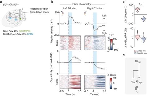 Basal Ganglia Spinal Cord Pathway That Commands Locomotor Gait