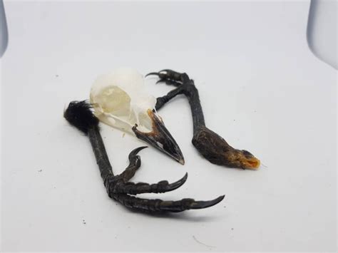 Magpie Skull With Pair Of Feet Talons Claw Raven Corvid Etsy