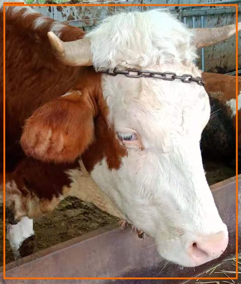 Github Dailonggang Cow Face Recognition