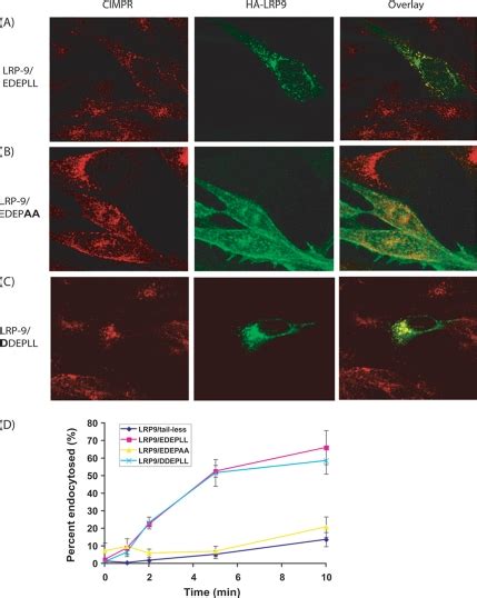 The γ σ1 And α σ2 Hemicomplexes Of Clathrin Adaptors Ap 1 And Ap 2 Harbor The Dileucine
