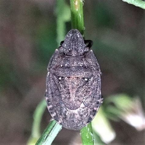 Sciocoris Longifrons INaturalist