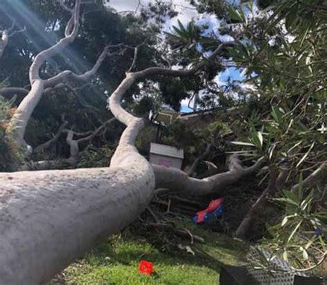 Arborist Australia Emergency Tree Lopping Trimming Removal Service