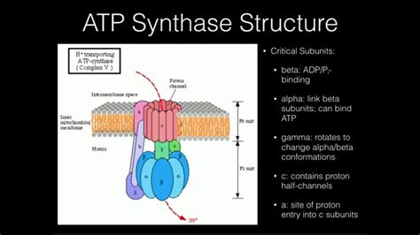 Atp Synthase Diagram