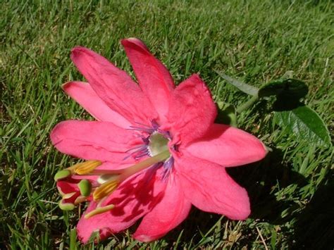 Currently In Stock Grassy Knoll Plants