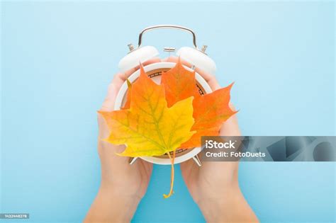젊은 성인 여성 손은 두 개의 다채로운 아름다운 단풍 나무 잎으로 흰색 알람 시계를 들고 있습니다 밝은 파란색 테이블 배경