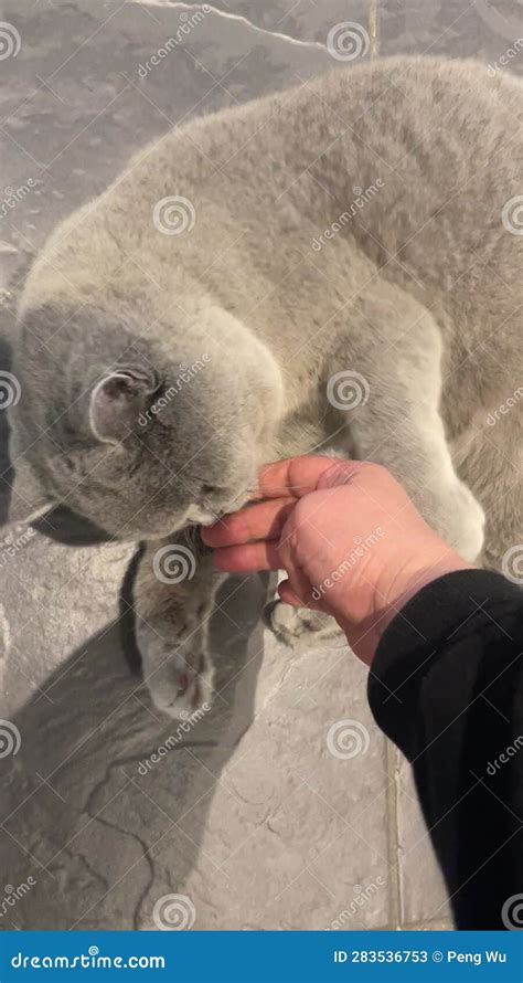 Scottish Blue Kitten Kissing And Licking Hand Stock Video Video Of Play Licking