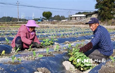 福州闽侯：新塘立春抢农时 保障福州“菜篮子” 中国福建三农网