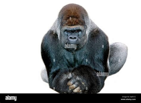 Eastern Lowland Gorilla Gorilla Gorilla Graueri Male Against White