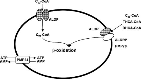 Figure 2 From Functional Characterization Of A Peroxisomal