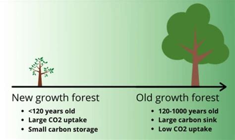 Planting Trees For Carbon Credits Everything You Need To Know Carbon Credits