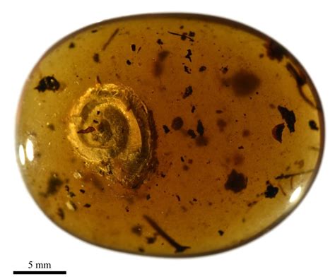 Un caracol de hace millones estaba cubierto de vello microscópico Chema Tierra