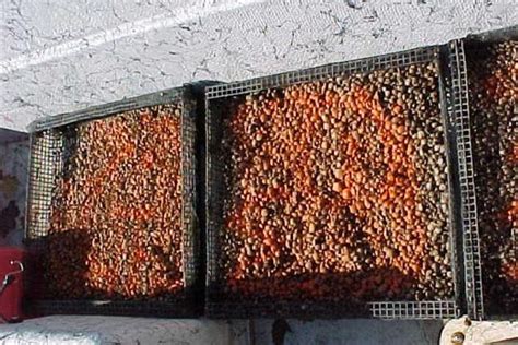 Shellfish Upwellers Propagation Bournema