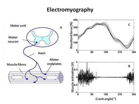 3 A Illustration Of A Motor Unit Which Involves A Motor Neuron And Download Scientific