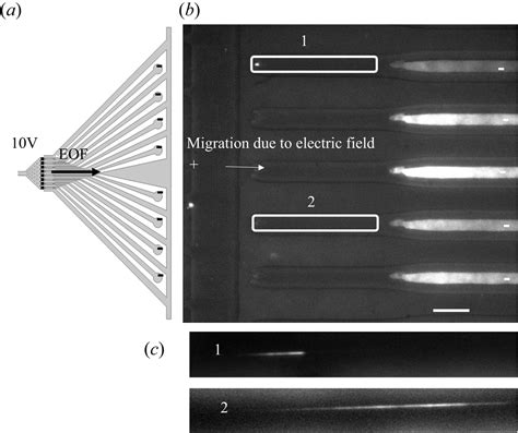 Fluidic Operation Of A Polymer Based Nanosensor Chip For Analysing