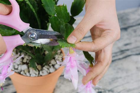 蟹爪兰不长花骨朵3个步骤枝头花苞又开一茬 花百科