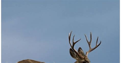 Knowledge Class Optimal Foraging Theory