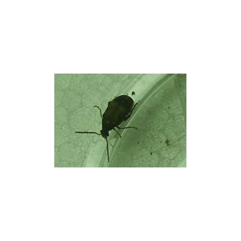 Bohnenk Fer Callosobruchus Cf Maculatus Ml Rana Terrarienbau