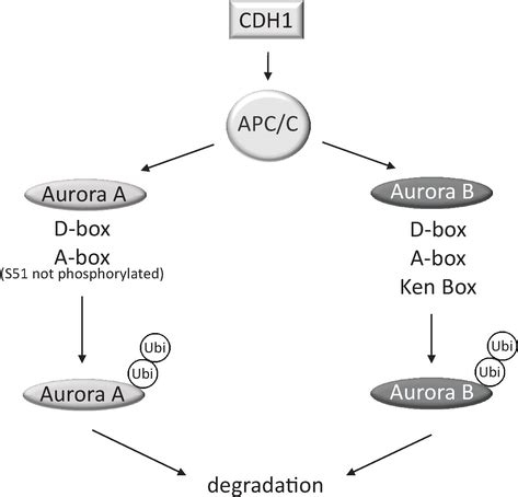 Regulation Of Aurora Kinases And Their Activity Intechopen