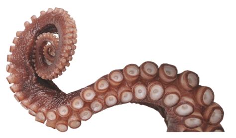 Tentaculo By Hanjorafael On Deviantart