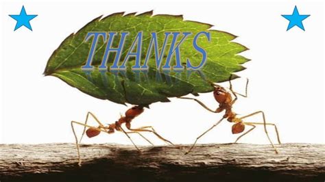 Social Behaviour Of Ant Pptx