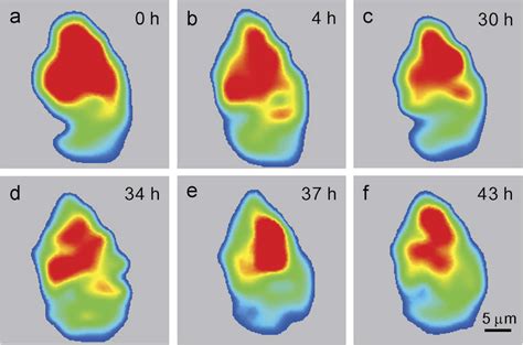Shape Mapping Of Grain 1 By Plotting The Spatial Distribution Of 271 Download Scientific