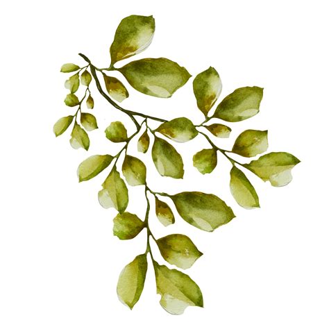 Ramo Com Ilustração De Folhas 9337346 Png
