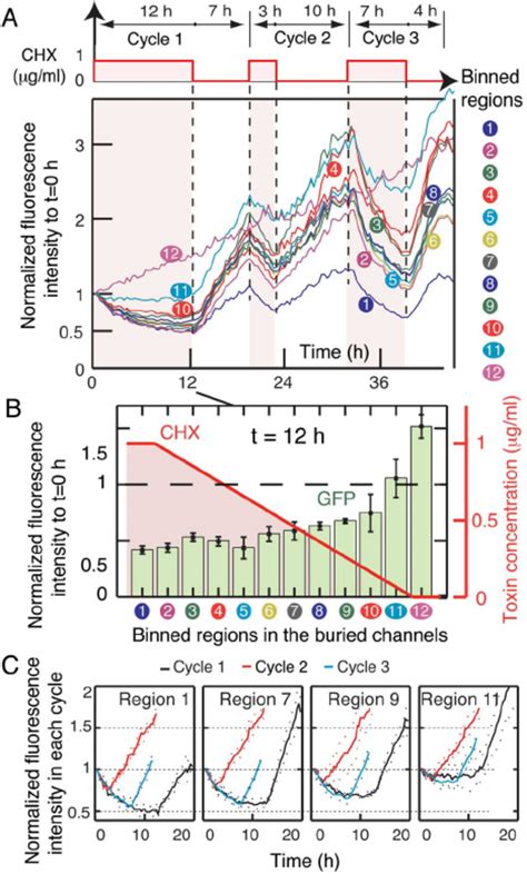 A Timeline Of The Cell Assay Under Dynamic Chemical Gradient A