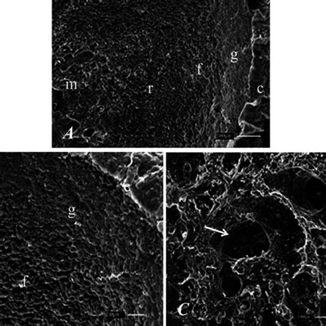 Photography Of The Adrenal Glands Of Syt Cavies By Light Microscopy A