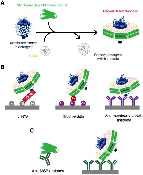 Nanodisc Reconstruction And Immobilization On An Analysis Chip Using Download Scientific