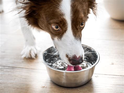 Symptomen Van Leukemie Bij Een Hond Herken En Help Je Hond