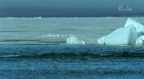 Северный Ледовитый океан Замёрзшие моря Смотреть онлайн в поиске