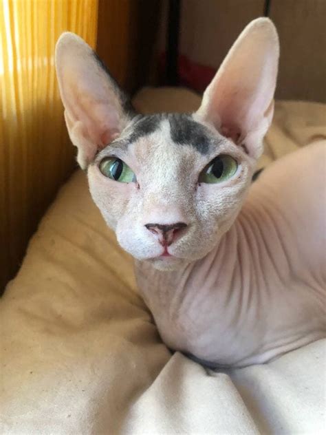 My Cat Scrolller