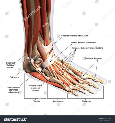 Foot Ankle Anatomy Chart Poster Laminated Ubicaciondepersonascdmxgobmx