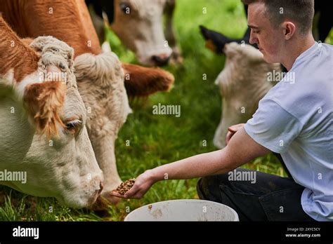 Agriculture, farmer and man feeding cows on grass for sustainable, growth and livestock ...