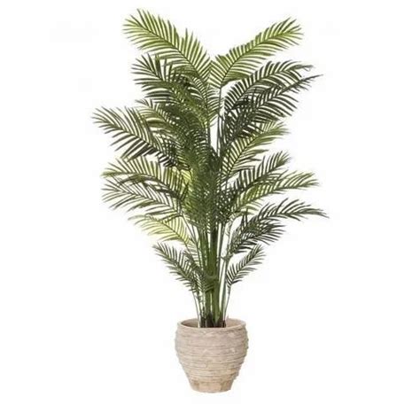 Areca Palm Plant At ₹ 350piece ऐरेका पाम In Pune Id 21069018197