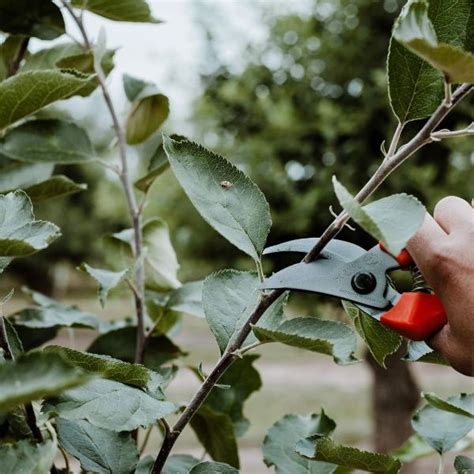 Cutting And Pruning Tools For Gardening Backyard Botanist