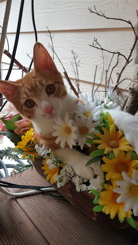 나만없어고양이 꽃바구니를 고양이가 좋아해요 Daum 카페