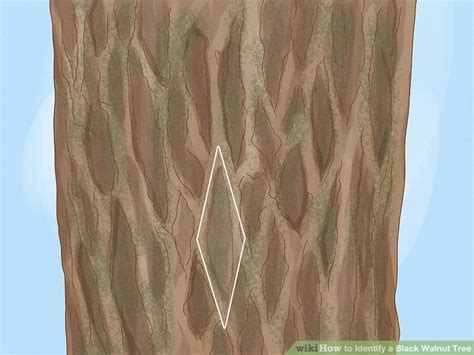 🌳simple Ways To Correctly Identify A Black Walnut Tree