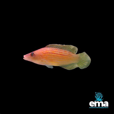 Eight Line Wrasse Easternmarine Aquariums
