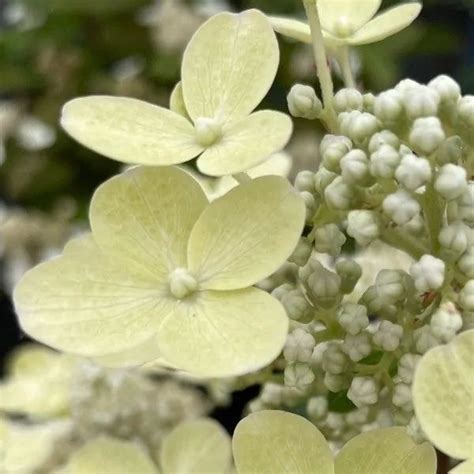 Torch™ Panicle Hydrangea For Sale At Panicle